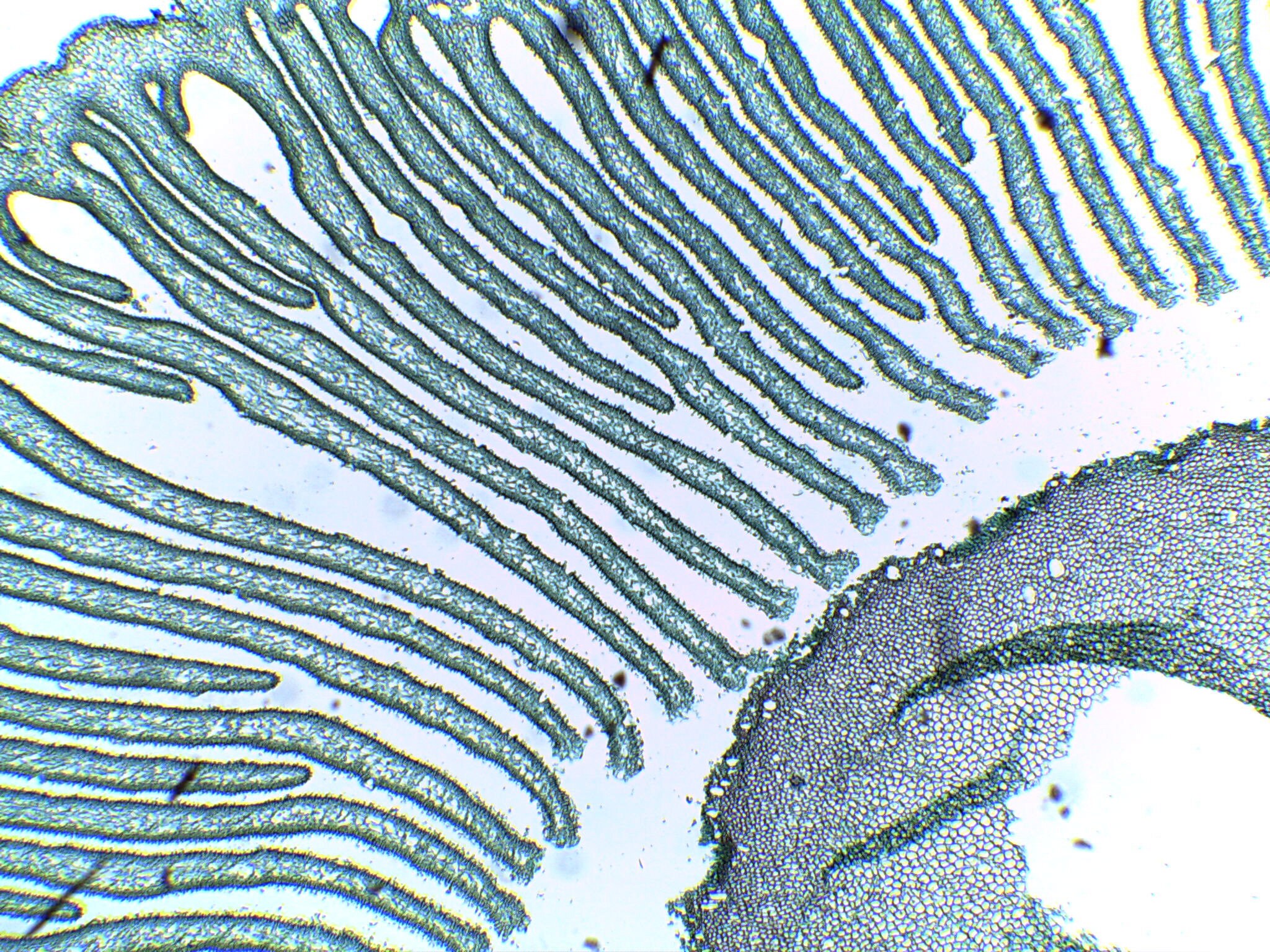 Coprinus Cross Section