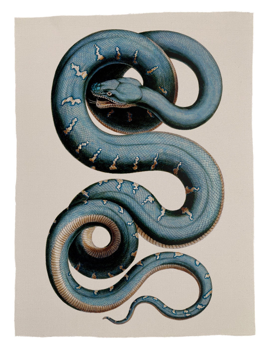 Emerald Tree Boa Back Patch, Snake Back Patch, Vintage Boa Snake Print ...