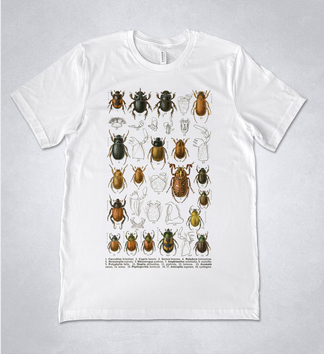 Beetles Illustration Shirt, Insects Tshirt, Vintage Insects Print, Bugs ...