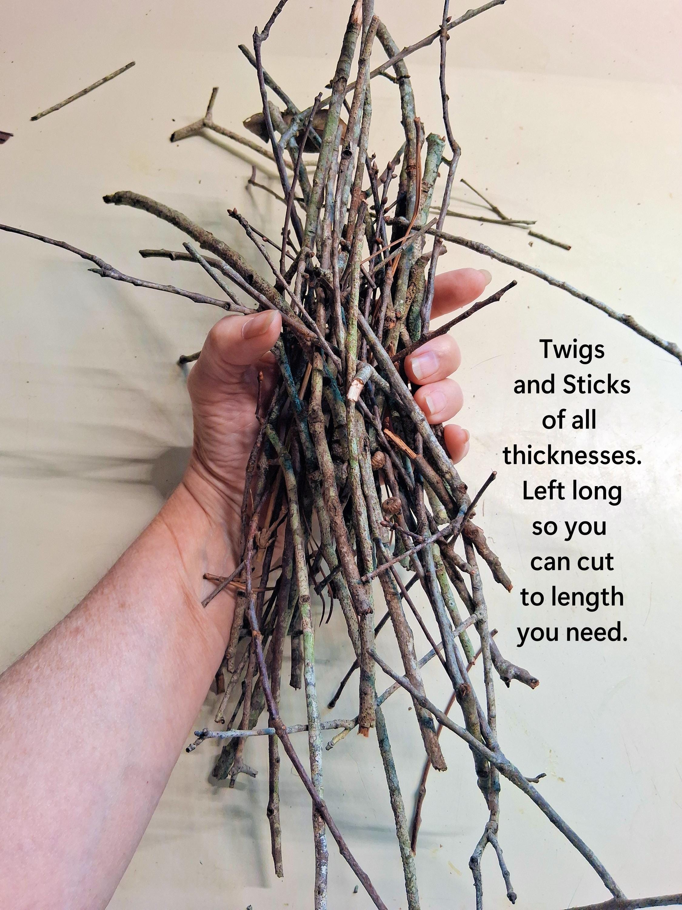 DIY Kit for Making Acorn People, Forest Folk, and Critters, ALL NATURAL ...