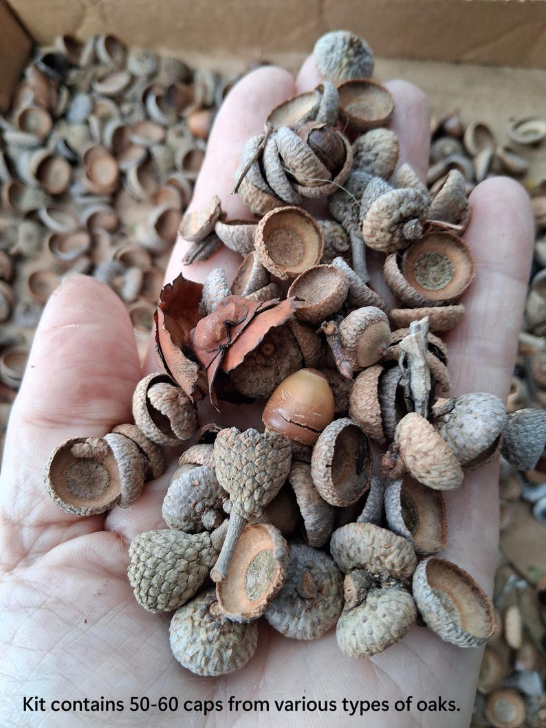 DIY Kit for Making Acorn People, Forest Folk, and Critters, ALL NATURAL ...