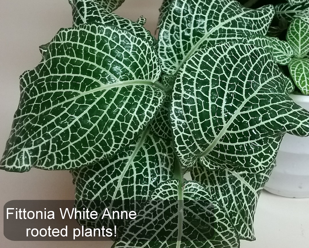Fittonia White Anne Fittonia Verschaffeltii Nerve Plant Rooted ...