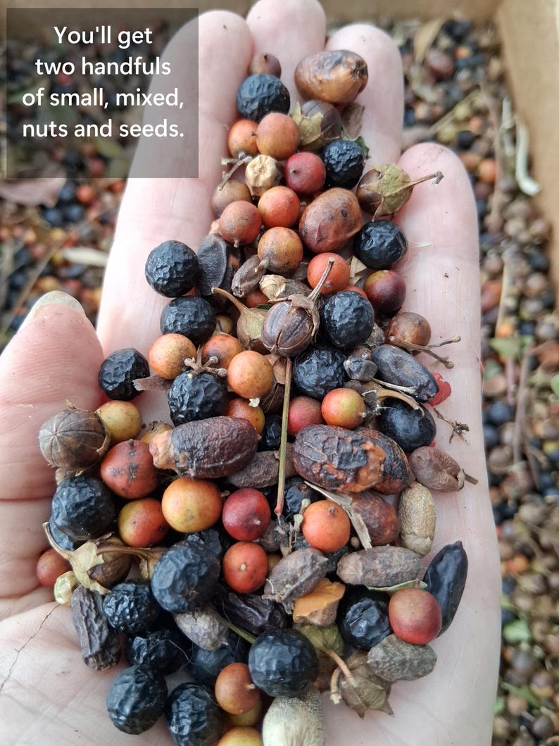 DIY Kit for Making Acorn People, Forest Folk, and Critters, ALL NATURAL ...