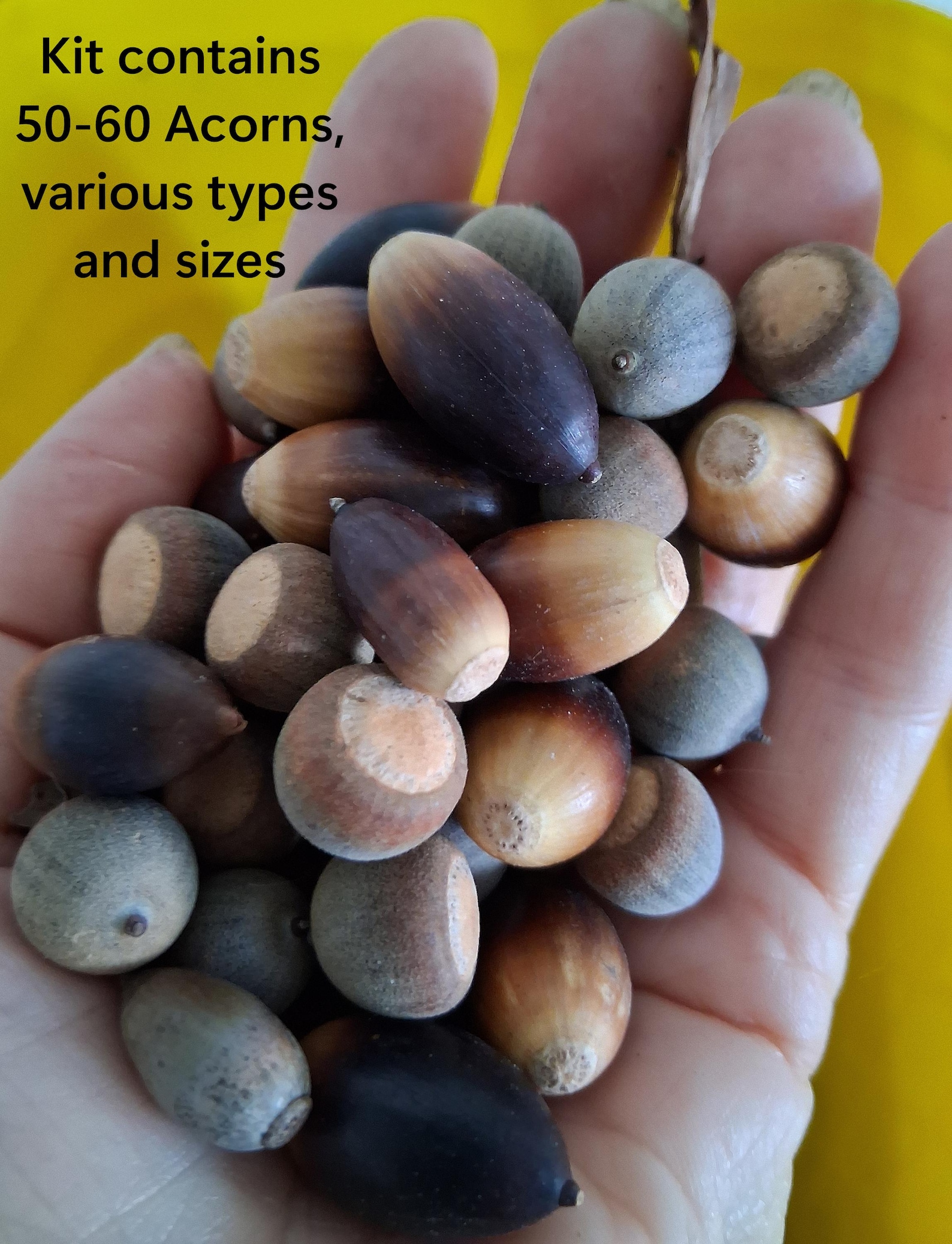 DIY Kit for Making Acorn People, Forest Folk, and Critters, ALL NATURAL ...