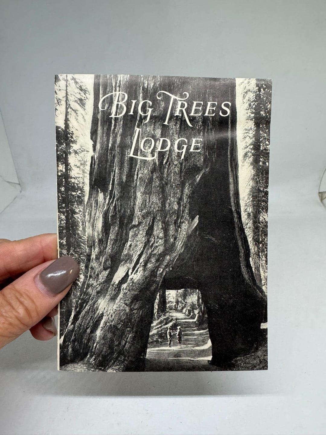 Antique Big Trees Lodge Pamphlet, Yosemite, 1920s Travel - Etsy