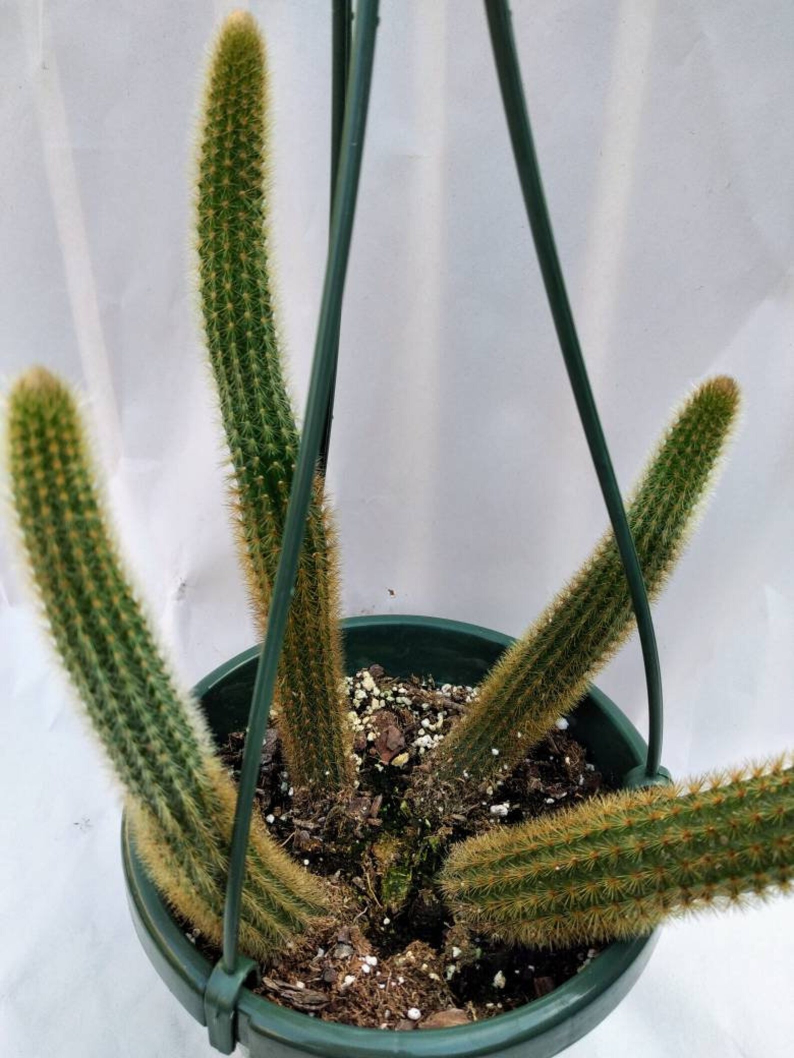Golden Rat Tail Cactus. Tarantula cleislocactus | Etsy