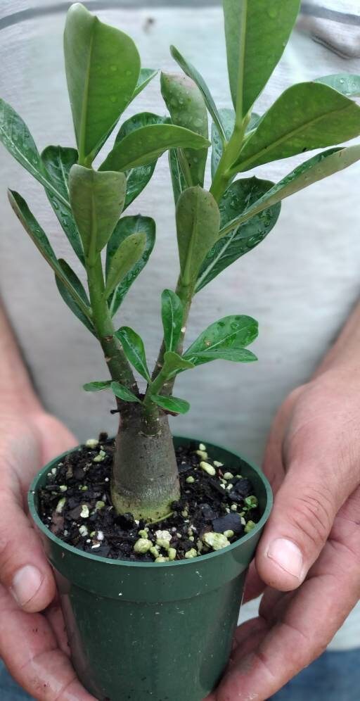 Fat Boy Adenium Arabicum Succulent Plant Bonsai. Dessert Rose. - Etsy