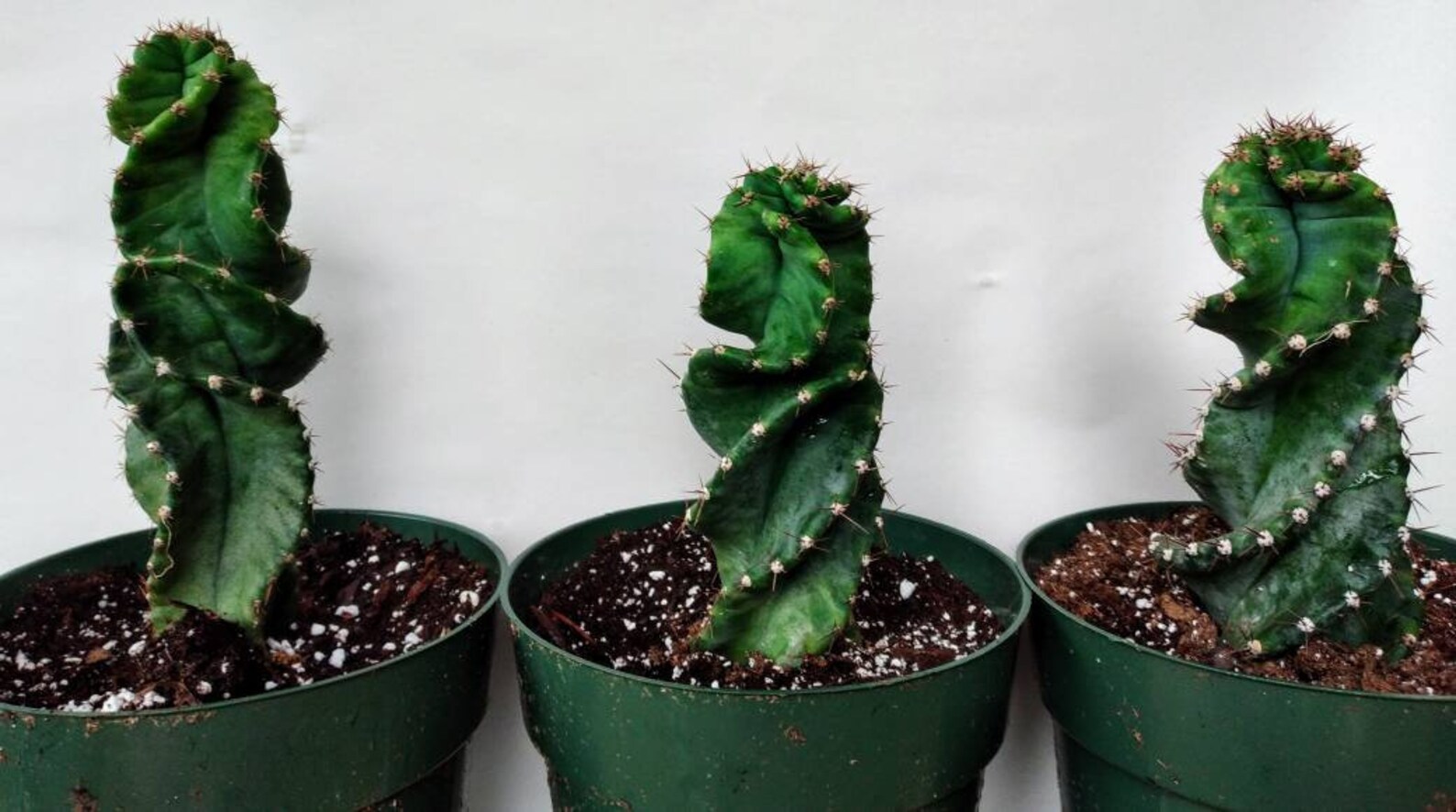 Twisted Cactus Large Rare 9 Long Tie Twisted Unique - Etsy