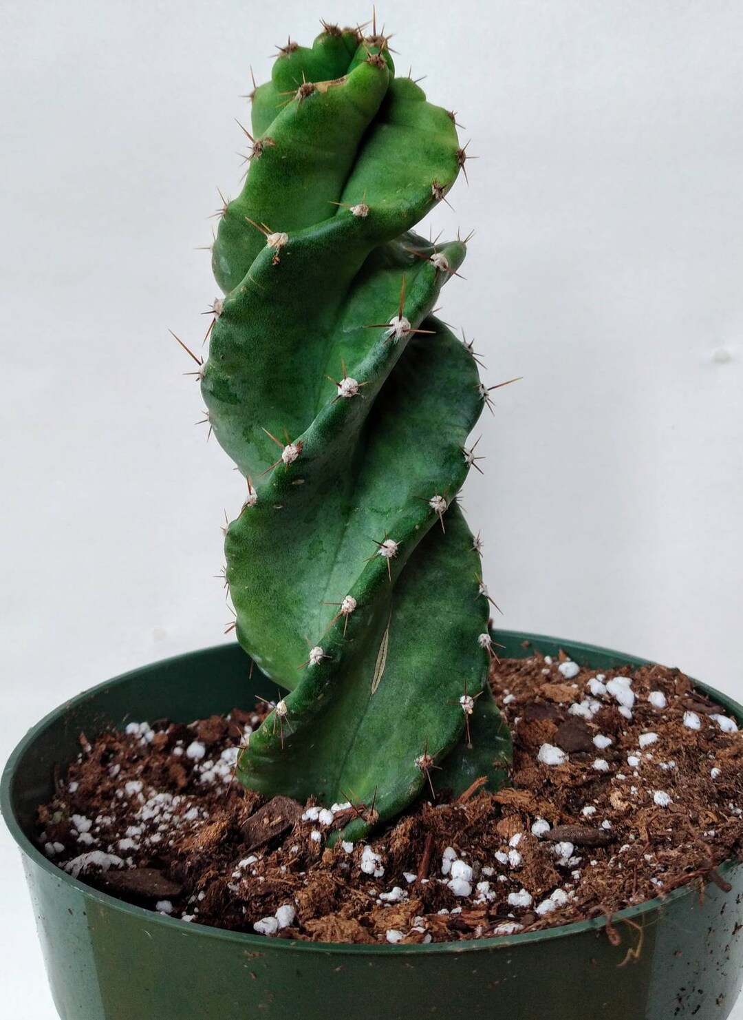 Twisted Cactus Large Rare 9 Long Tie Twisted Unique - Etsy