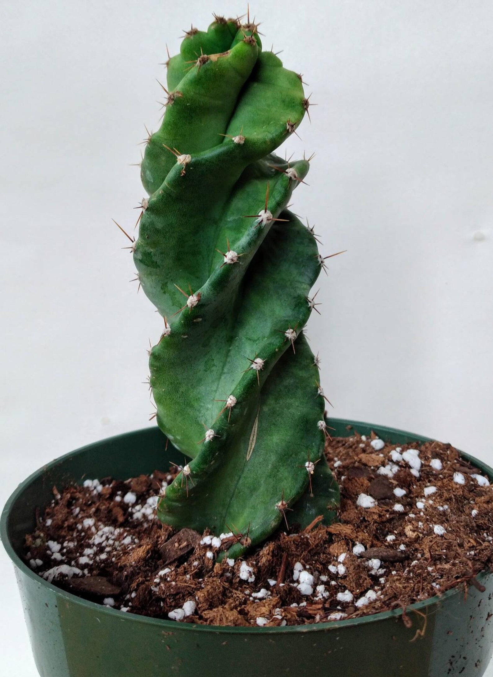 Twisted Cactus Large Rare 9 Long Tie Twisted Unique - Etsy