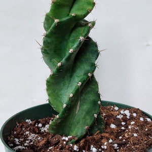 Twisted Cactus - Etsy