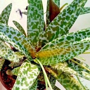 Leopard Plant Scilla Violacea Silver Squill Ledebouria Socialis ...
