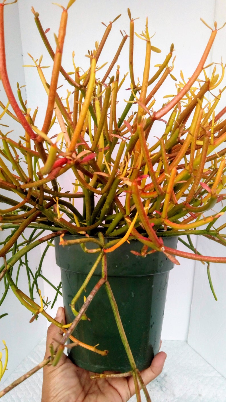 Firestick Euphorbia Pencil Live Cactus Plant Fall Garden - Etsy