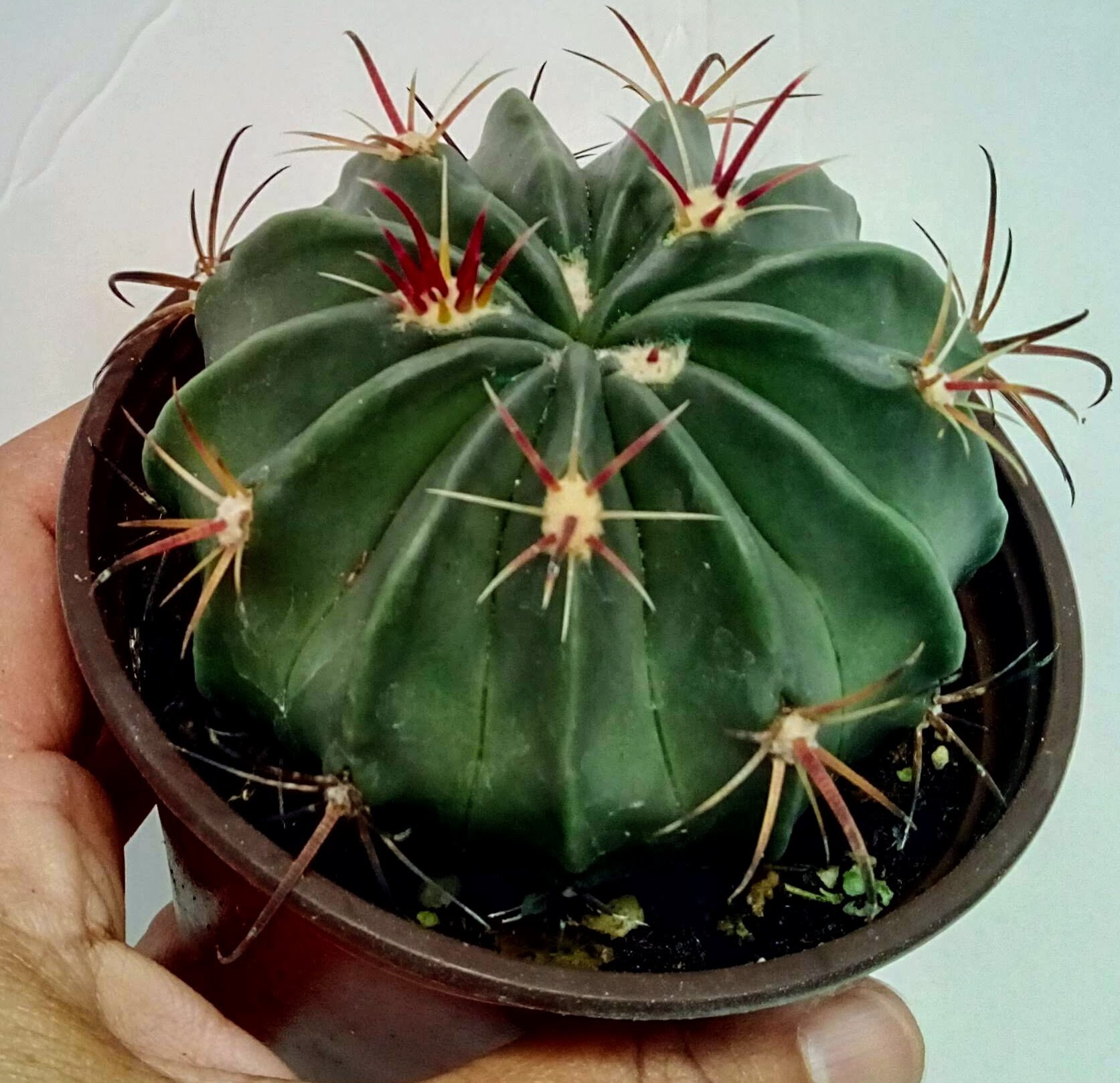 Devil's Tongue Barrel Live Cactus Fish | Etsy