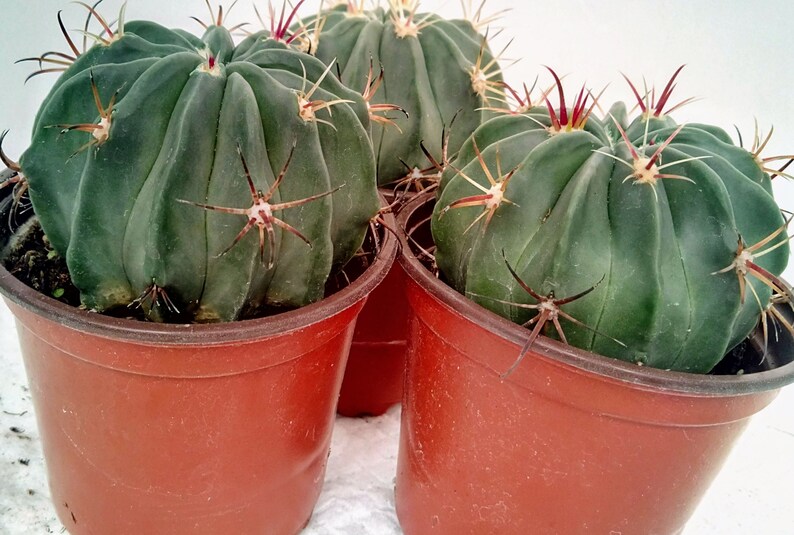 Devil's Tongue Barrel Live Cactus Fish | Etsy