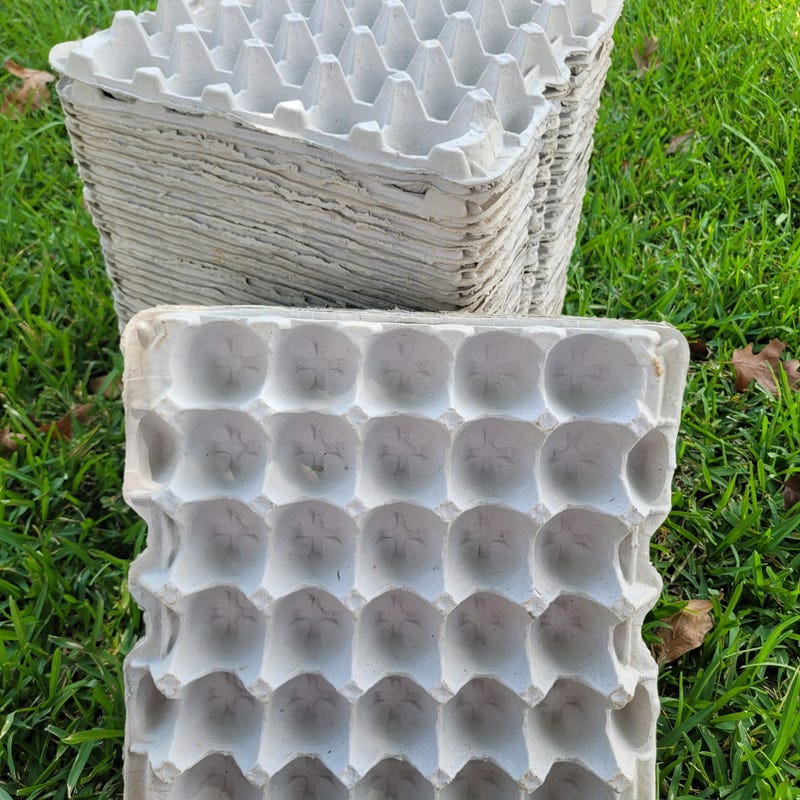 Is Egg Poultry - Etsy