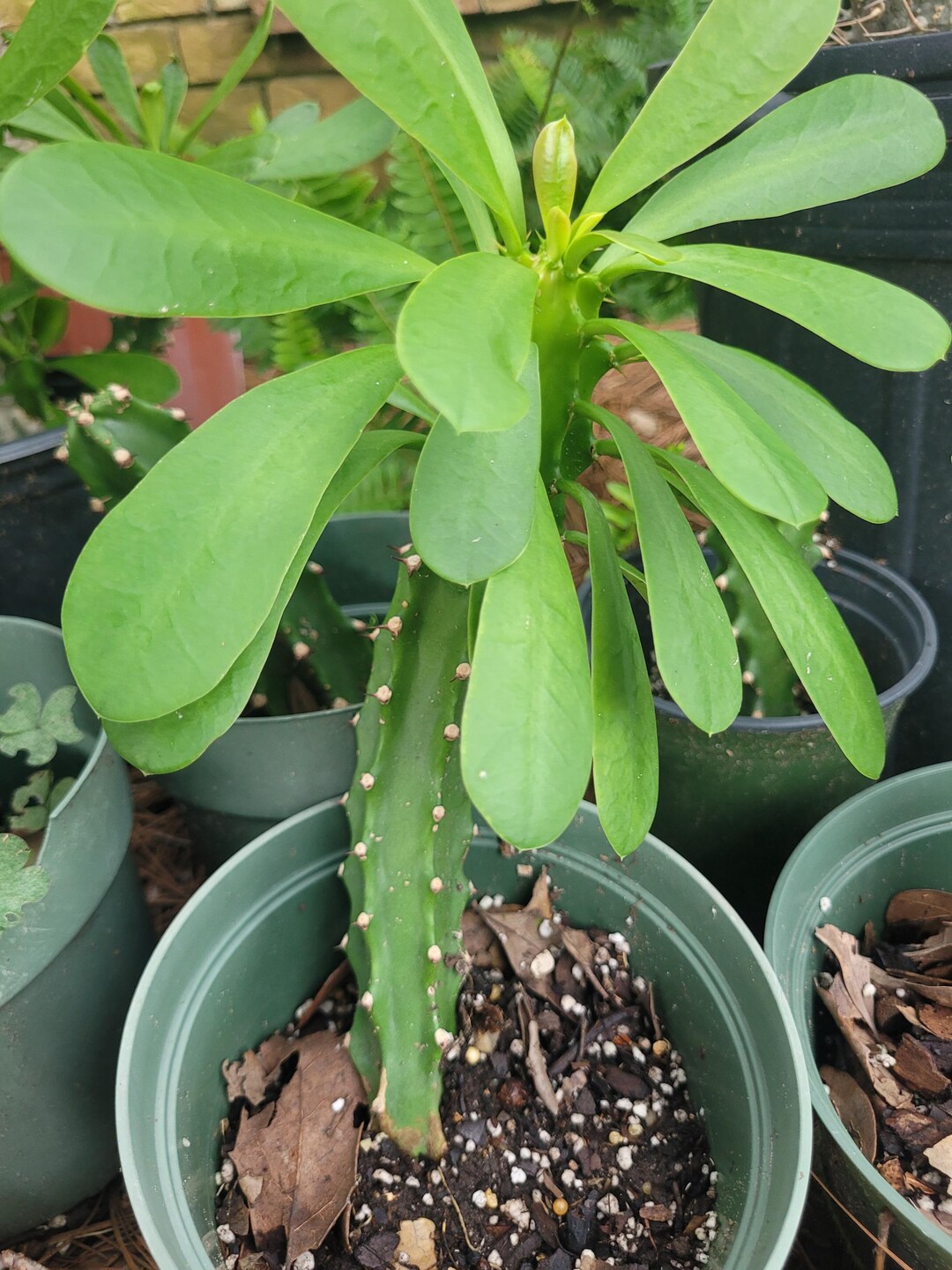 Royle's Spurge Euphorbia Pentagona, Multi-branch Succulent Plant - Etsy