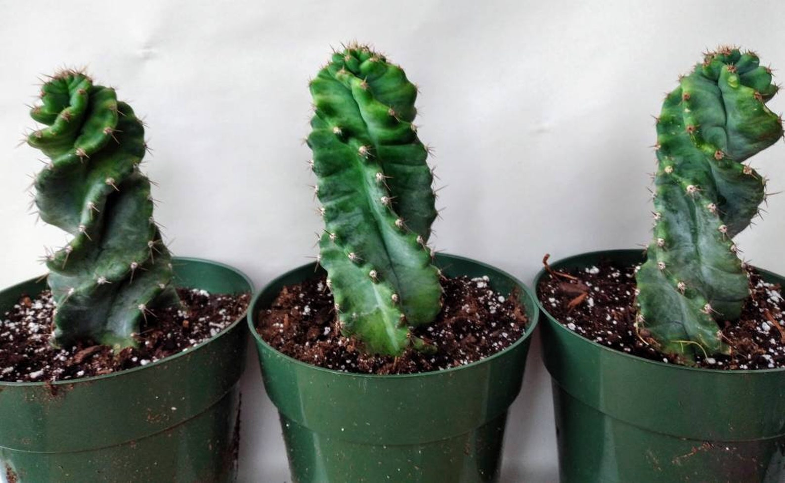 Twisted Cactus Large Rare 9 Long Tie Twisted Unique - Etsy