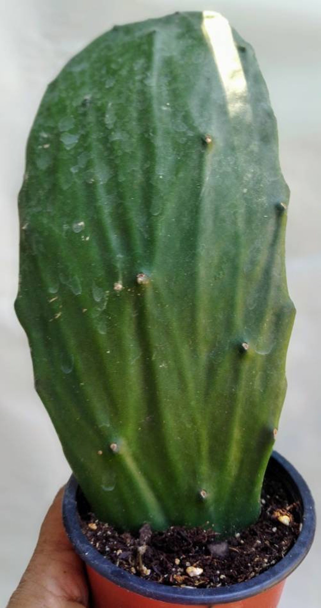 Nopalitos Cuttings Nopal lengua De Vaca - Etsy