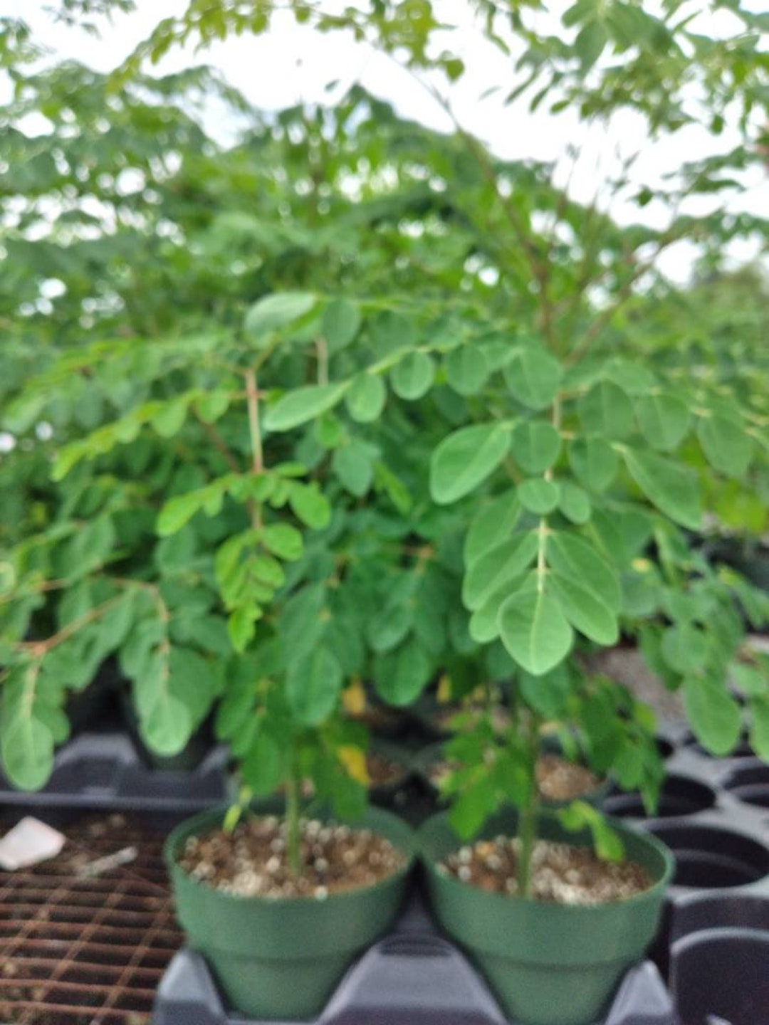 Moringa Plant/tree. Oleifera Tree. Mature Edible, Medicinal, Culinary ...