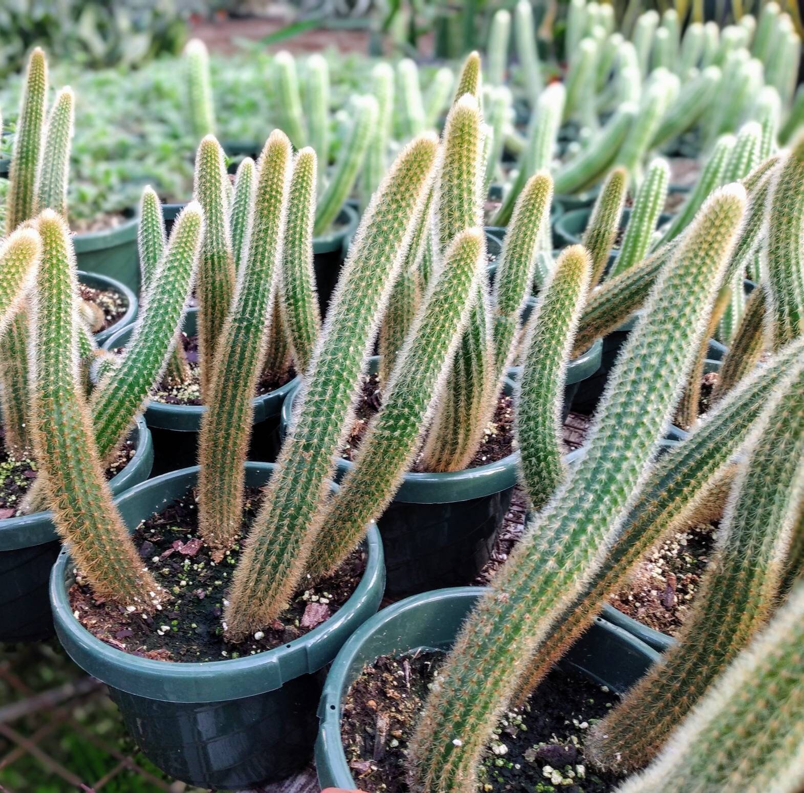 Golden Rat Tail Cactus. Tarantula cleislocactus | Etsy