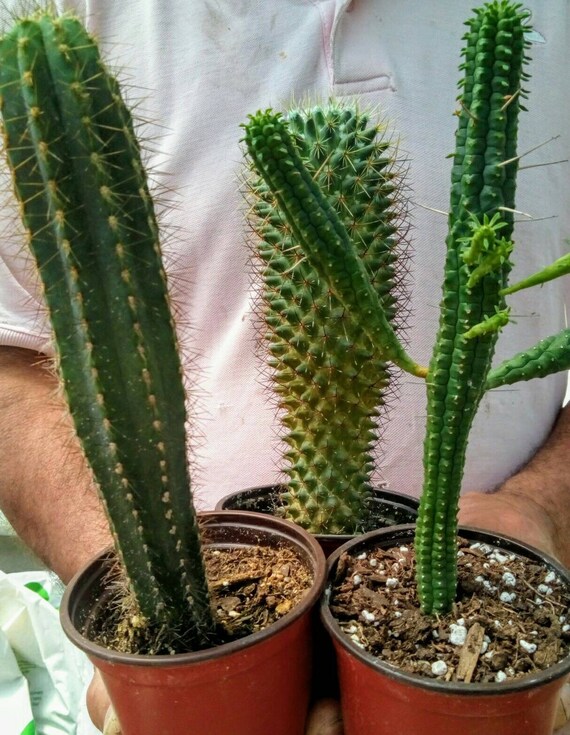 Long Cactus