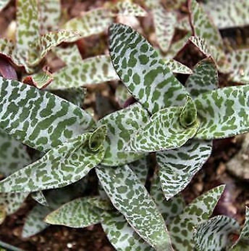 Leopard Plant Scilla Violacea Silver Squill Ledebouria | Etsy