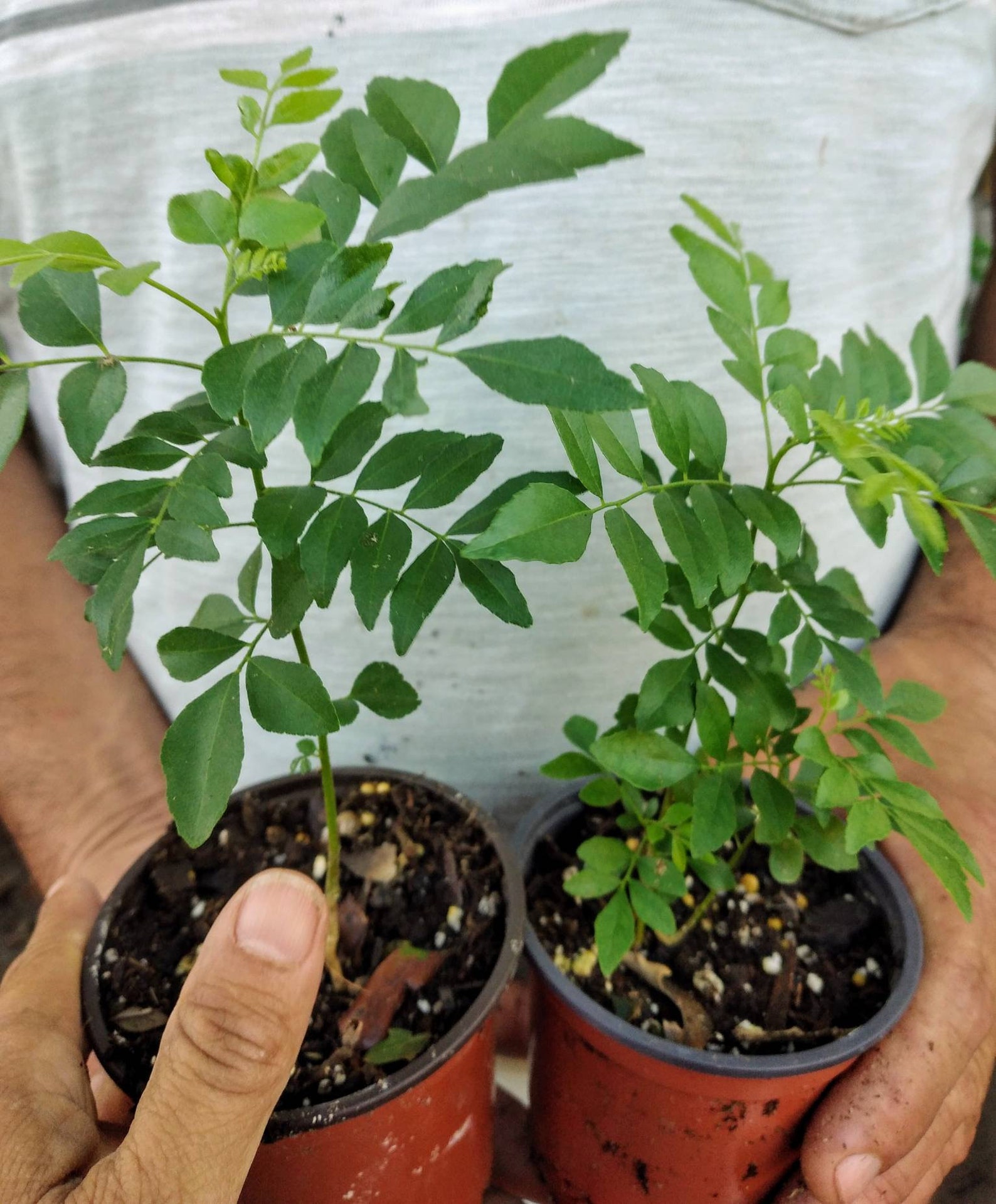 Curry Tree Live Plant murray Koenigii Sweet Neem - Etsy