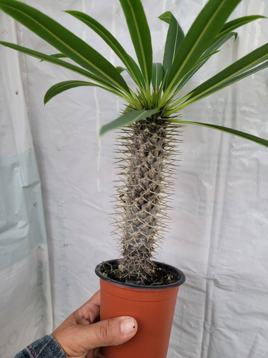 Madagascar Palm Tree Lamerei Live Plant Stem Succulent 5 - Etsy