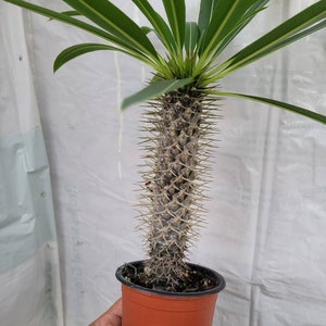 Madagascar Palm - Etsy