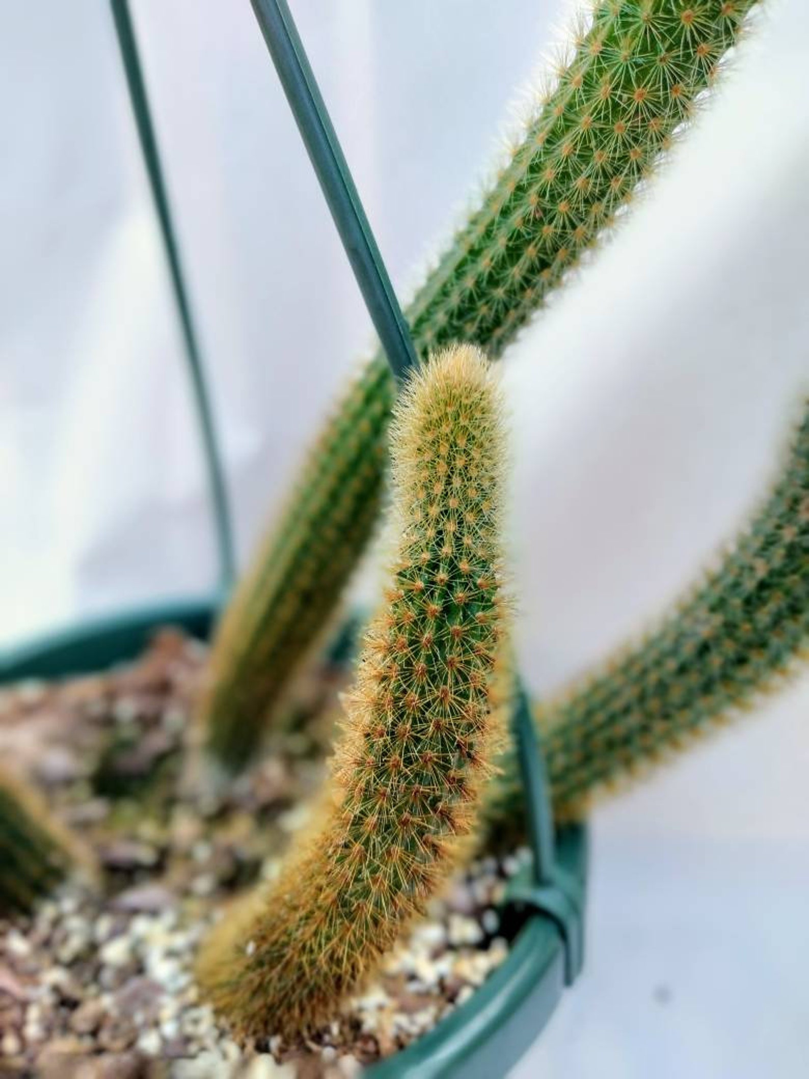 Golden Rat Tail Cactus. Tarantula cleislocactus - Etsy