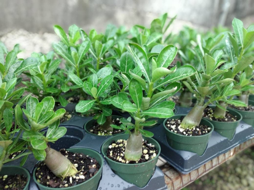 Fat Boy Adenium Arabicum Succulent Plant Bonsai. Dessert | Etsy