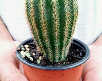 2 4 Pot of Yellow Tower Lemon Ball Parodia - Etsy