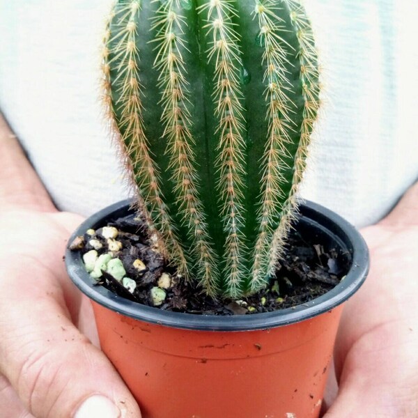 Yellow Christmas Cactus - Etsy