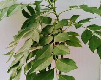 Curry Patta Plant - Etsy