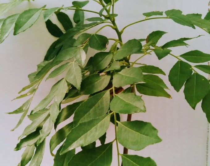 Curry Tree Live Plant "murray Koenigii", Sweet Neem, Kadi Patta Curry ...