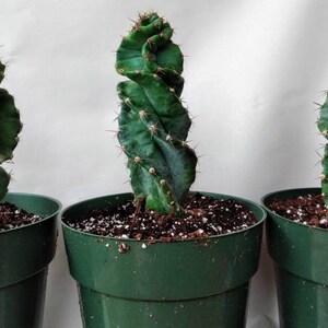 Twisted Cactus Large Rare 9 Long Tie Twisted Unique - Etsy