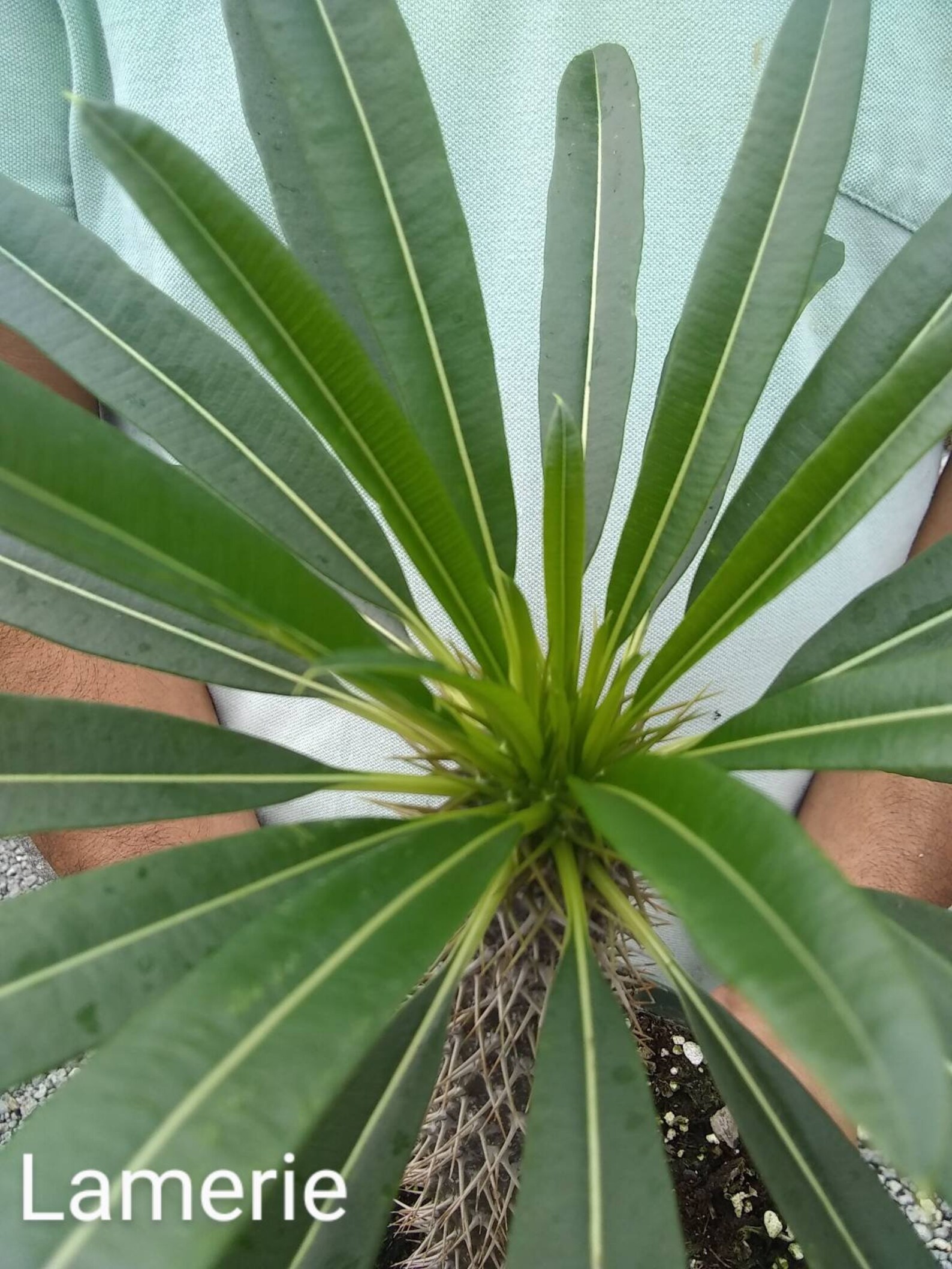 Madagascar Palm Tree Lamerei Live Plant Stem Succulent 5 - Etsy