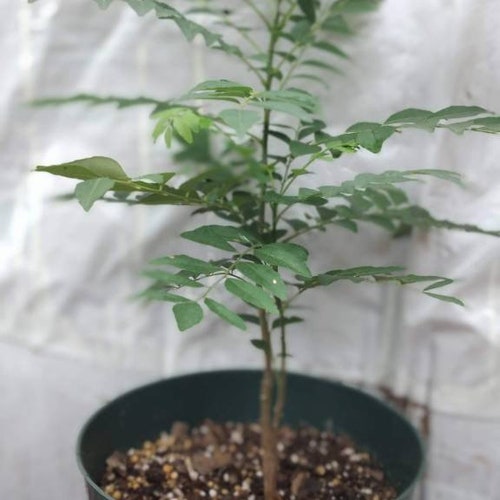 Curry Tree Live Plant murray Koenigii Sweet Neem - Etsy