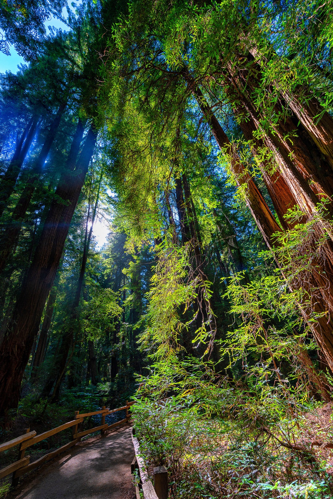 California Redwood Print,large Tree Photo,nature Art,giant Tree Wall ...