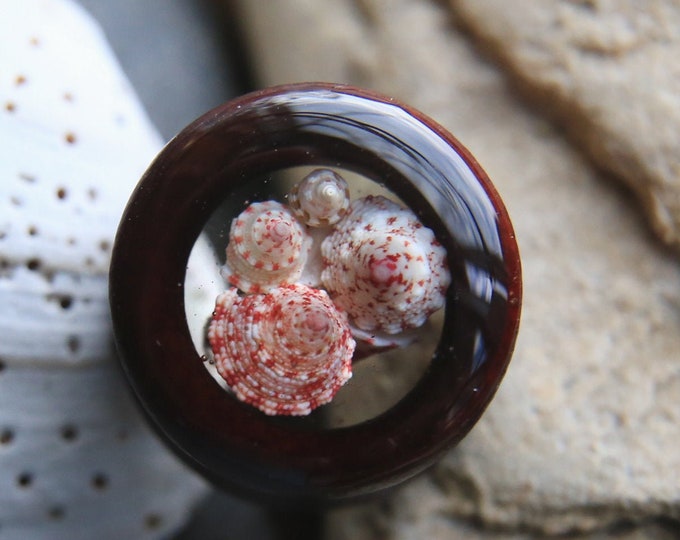 Seashell Ear Tunnel / Redwood Earplug With Okinawan Seashells - Etsy
