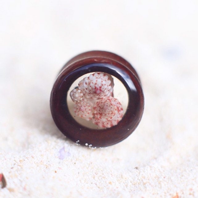 Seashell ear tunnel / Redwood earplug with Okinawan seashells | Etsy