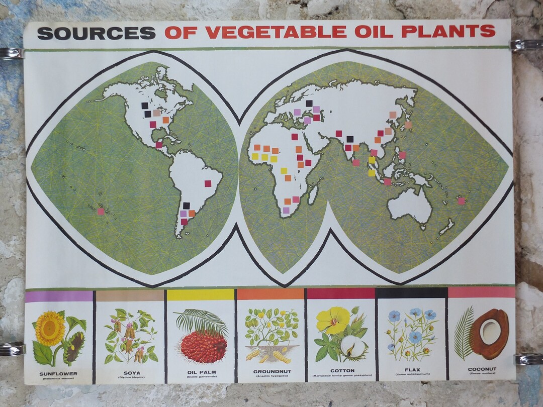 1960s Vegetable Oil Poster, Sources of Vegetable Oil Plants, Sunflower ...