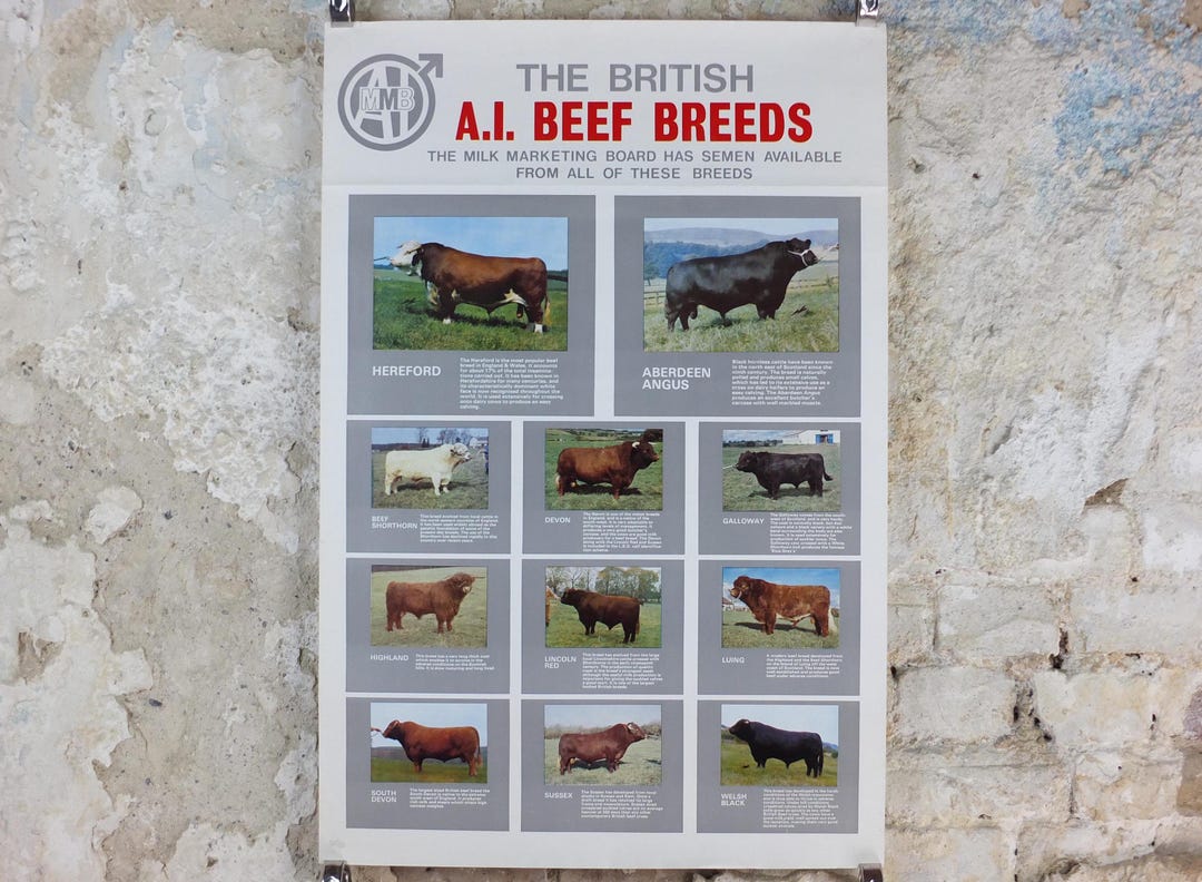 1970s Beef Cattle Poster, Cow Breeds From the UK Milk Marketing Board, Hereford, Aberdeen Angus ...