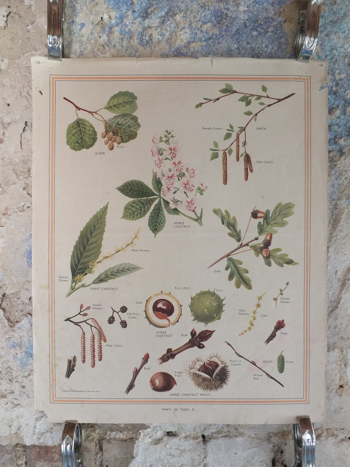 Original Vintage British Macmillan Educational Poster Parts of | Etsy