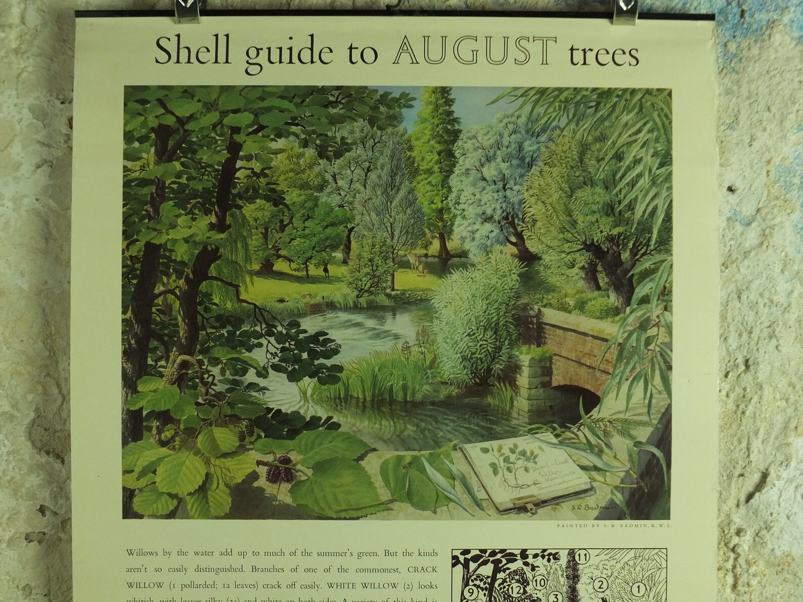 Vintage Shell Guide to August Trees Poster Botanical School - Etsy UK