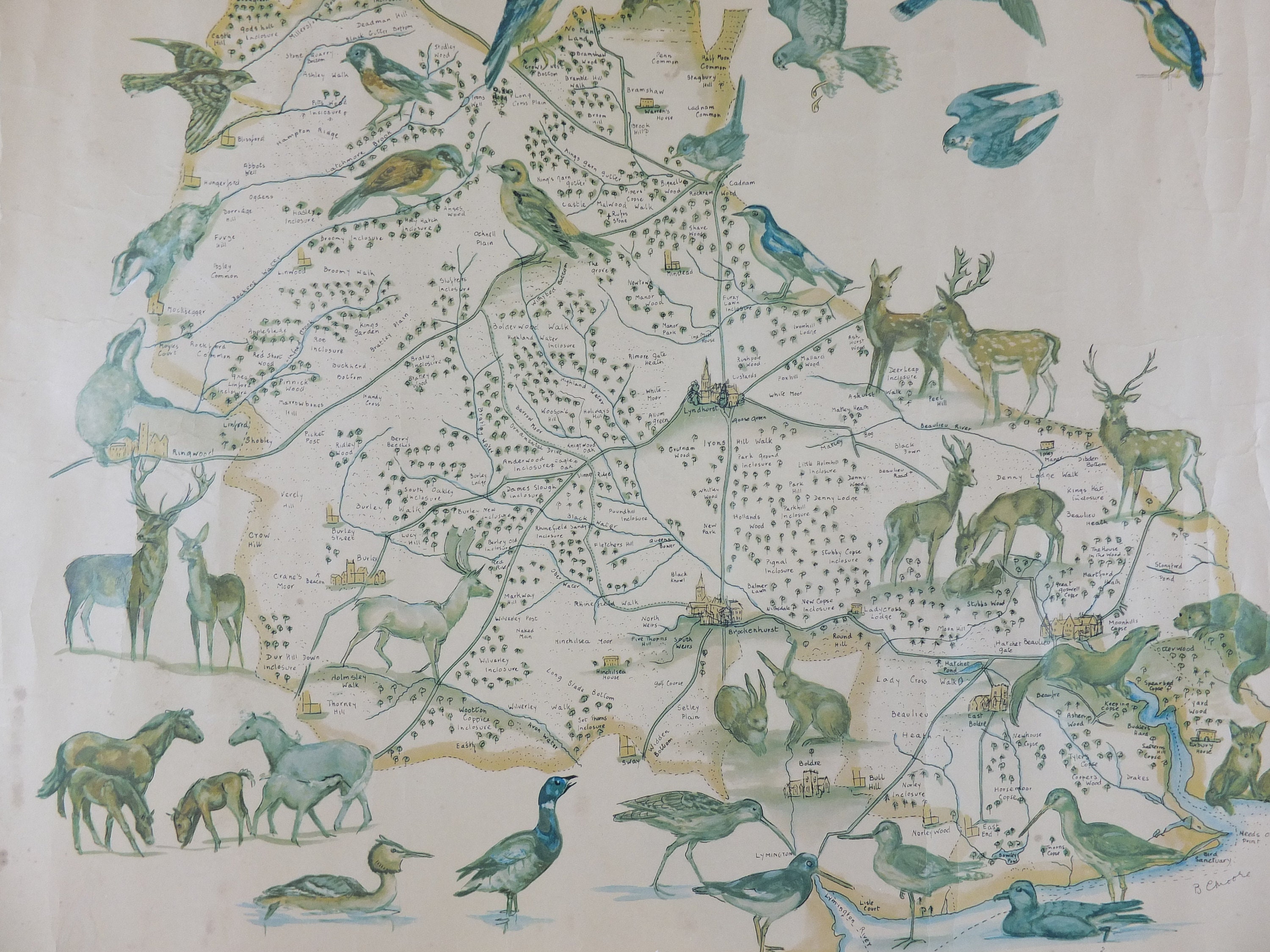 1900s New Forest Map Poster by C.M. Moore Birds Animals | Etsy