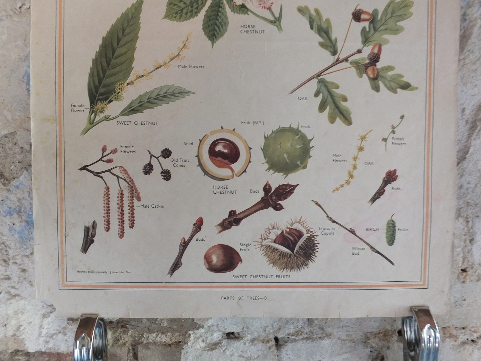 Original Vintage British Macmillan Educational Poster Parts of | Etsy