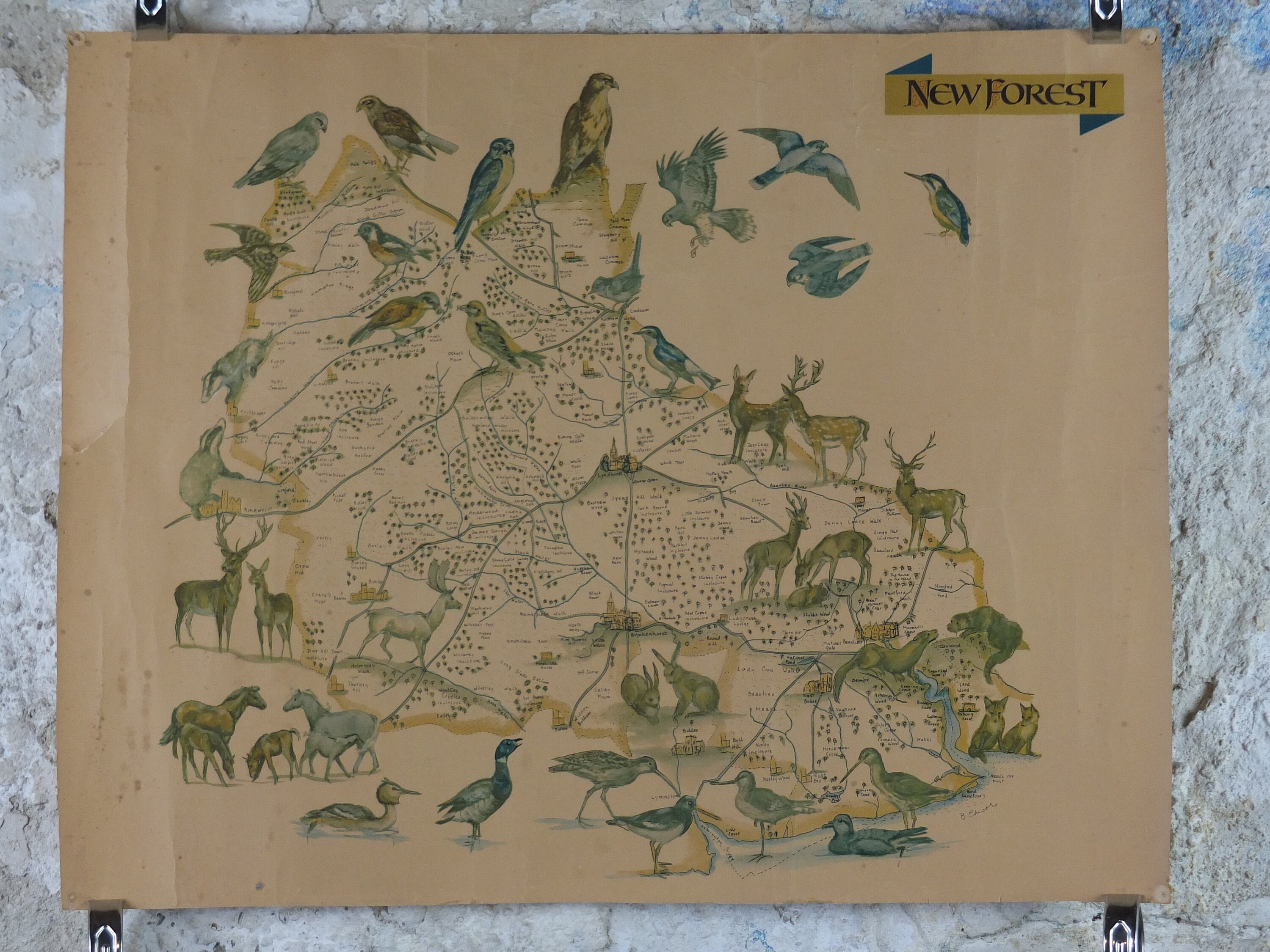 1900s New Forest Map Poster by C.M. Moore Birds Animals | Etsy