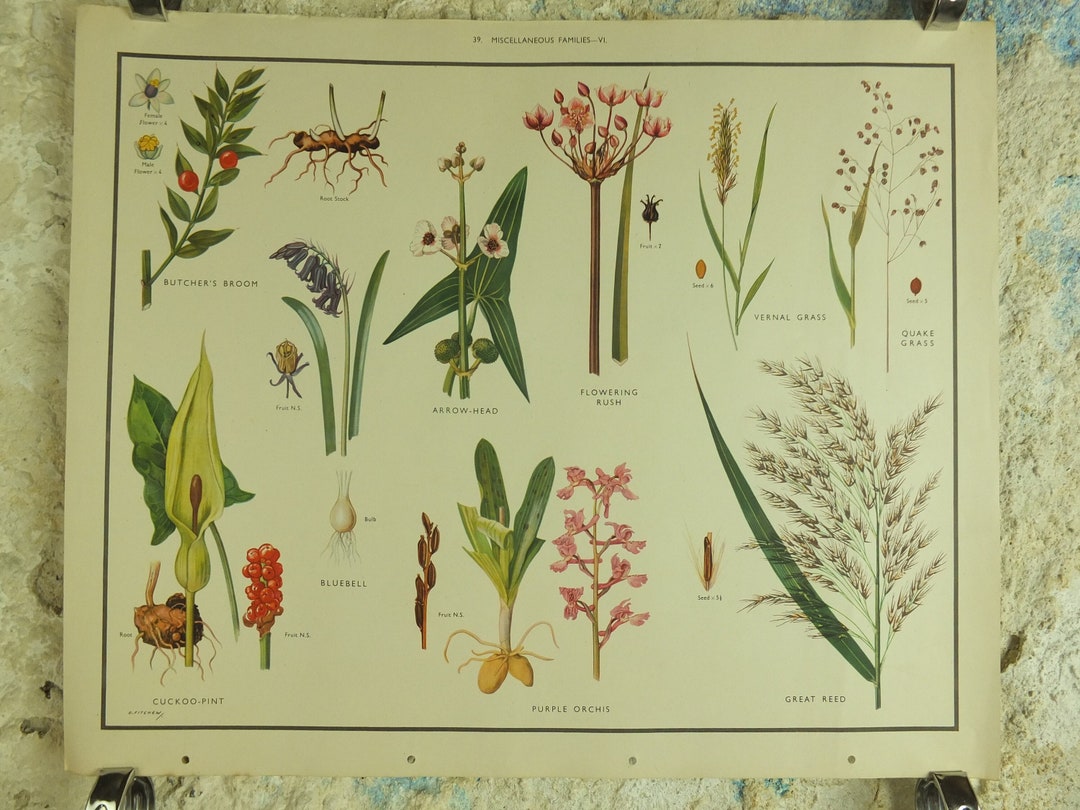 Original Vintage Macmillan Wild Flowers Educational Poster Bluebell ...
